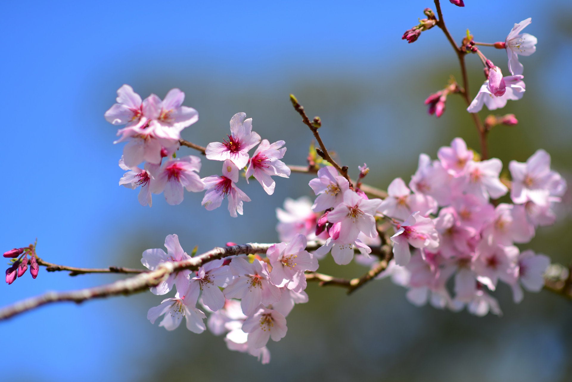 Blossom Collection – Formation Lights